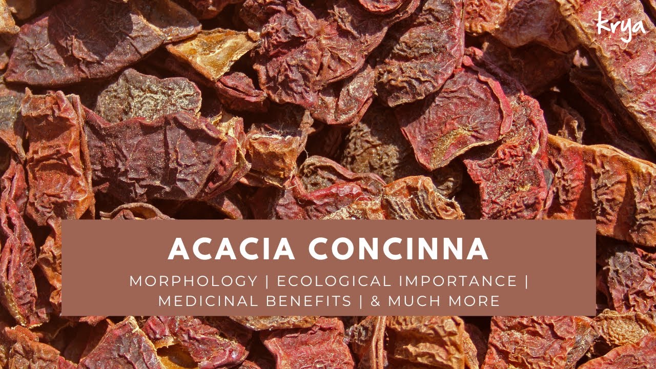 acacia concinna benefits for hair | medicinal benefits | New detailed ...