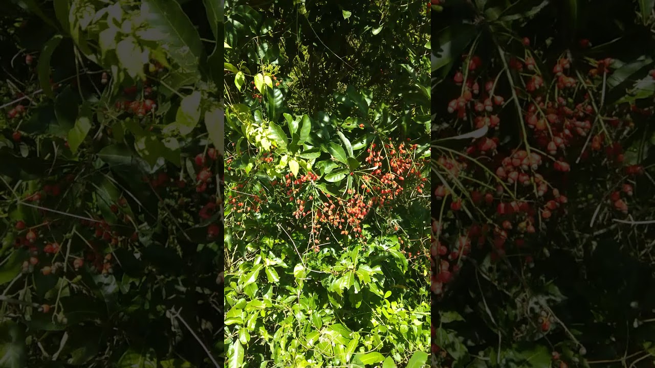 Anugastugas / San Nicholas fruit - YouTube