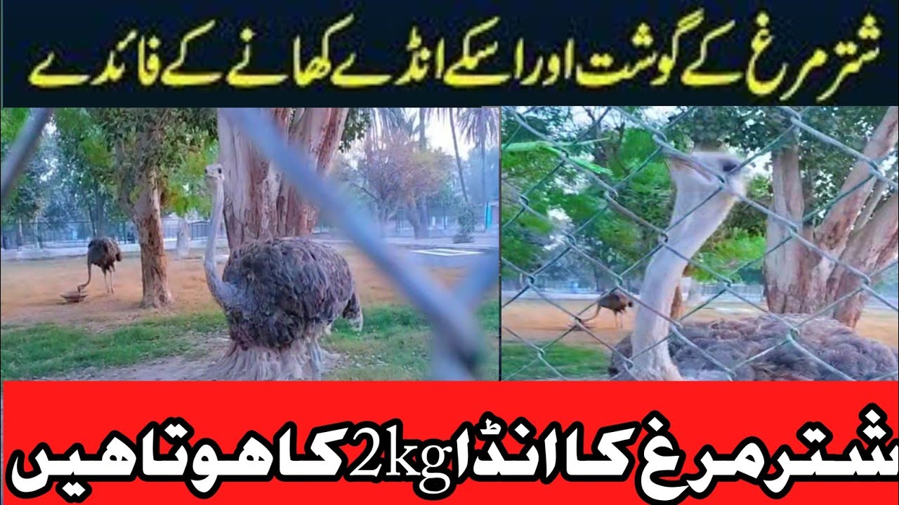 Ostrich Farm in Pakistan - Shutar MurghKa Anda 2kg ka hota ha | Shutar ...
