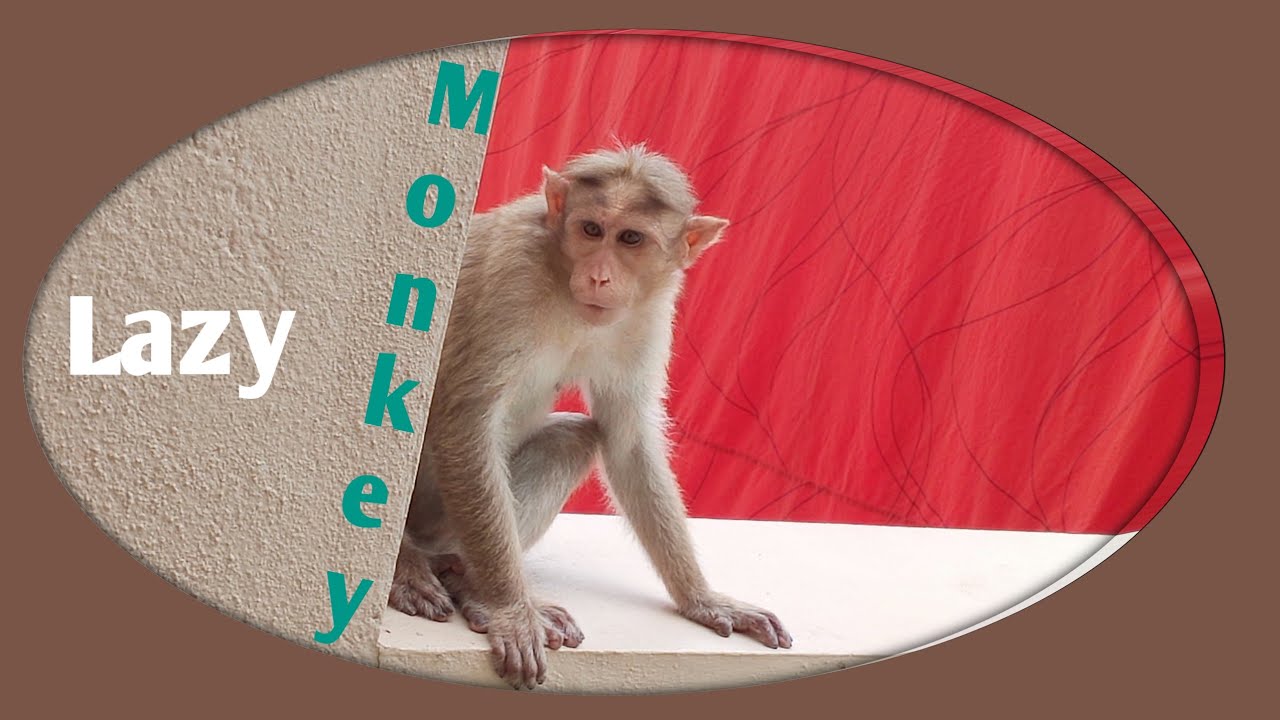 Lazy Monkey Memes
