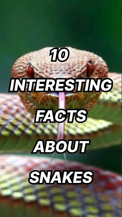 10 Interesting Facts About Snakes #top #top10 #amazingfacts # ...