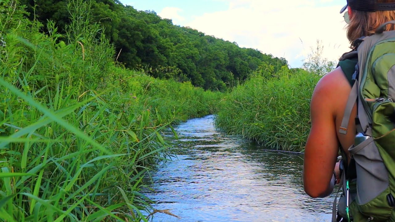FLY FISHING WISCONSIN | TINY DRIFTLESS REGION BROWN TROUT | Dry Fly ...