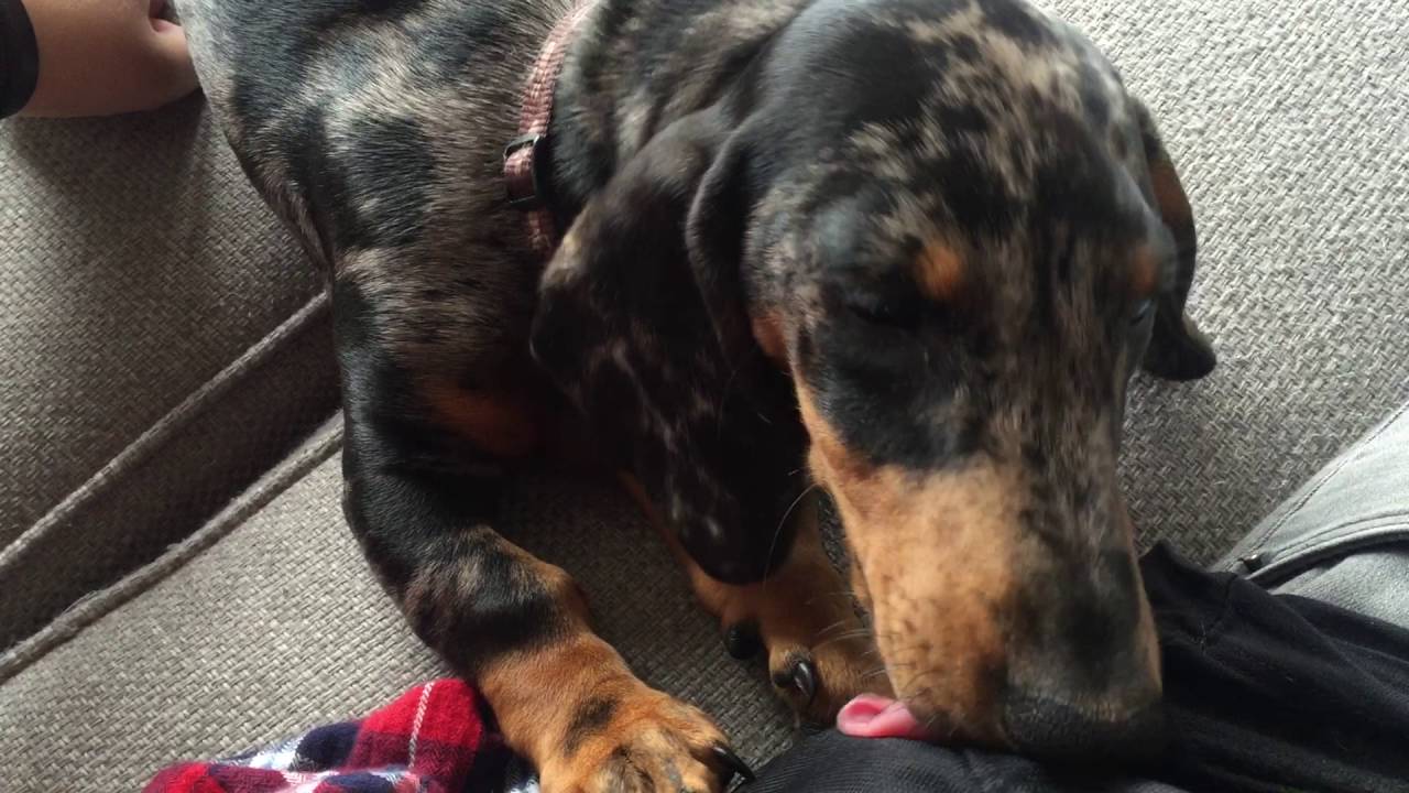 Merle Teckel puppy Barnaby - Dierenoppas Amersfoort - YouTube