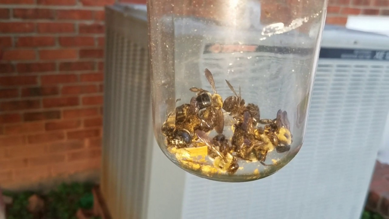 Bee Trap update - YouTube