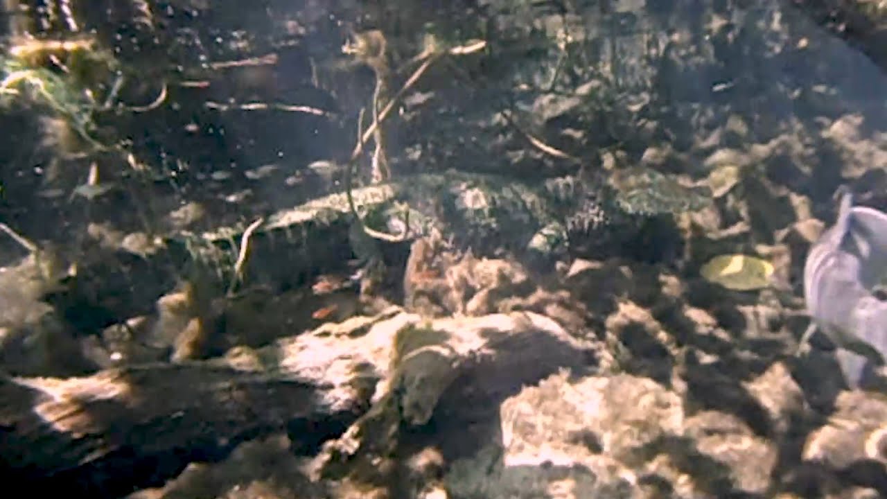 JACARÉ-COROA Caçando comida (PALEOSUCHUS TRIGONATUS) SMOOTH FRONTED ...