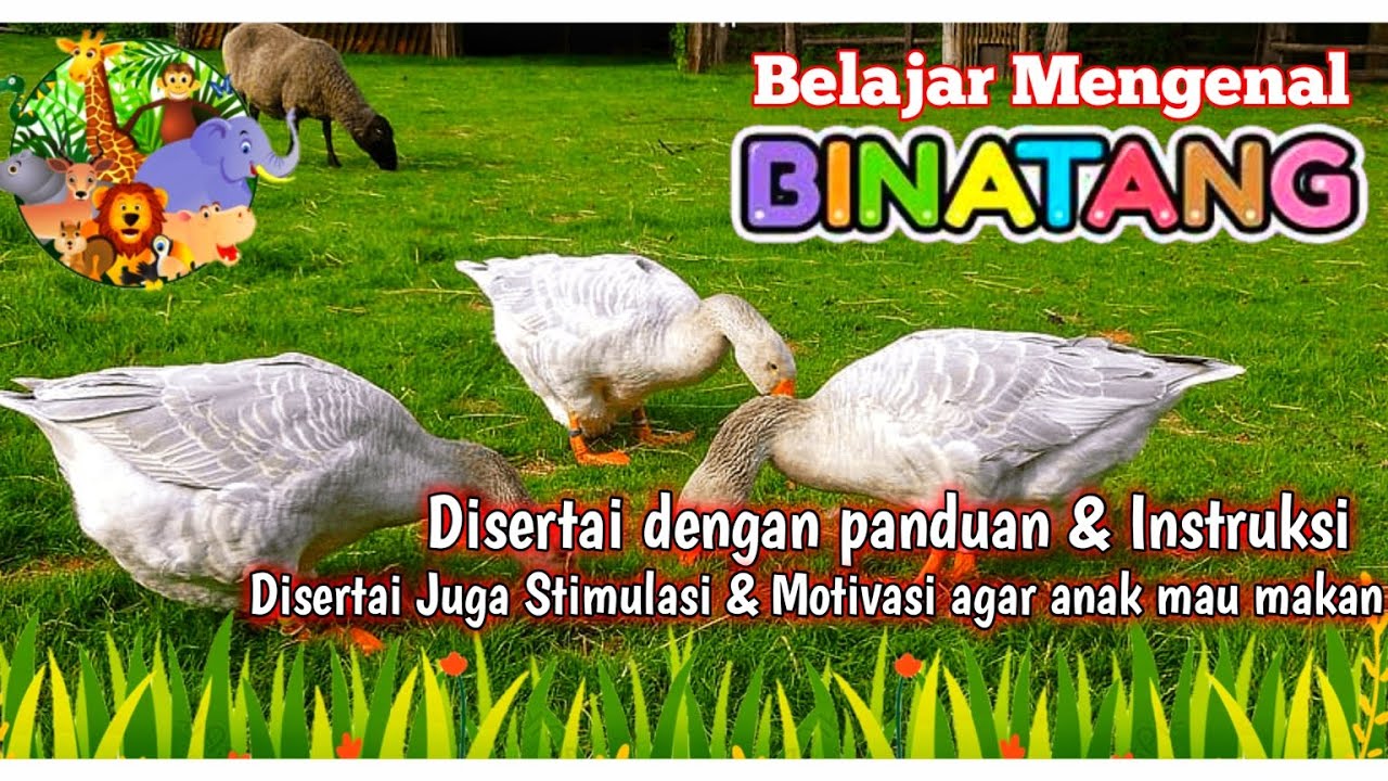 Hewan Darat, ANGSA, BURUNG, KELINCI, DOMBA, | belajar mengenal hewan ...