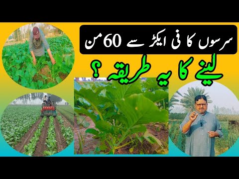 Mustard| Sarsoon farming cultivation method 60 man| advanced Farming Techniques information in ...