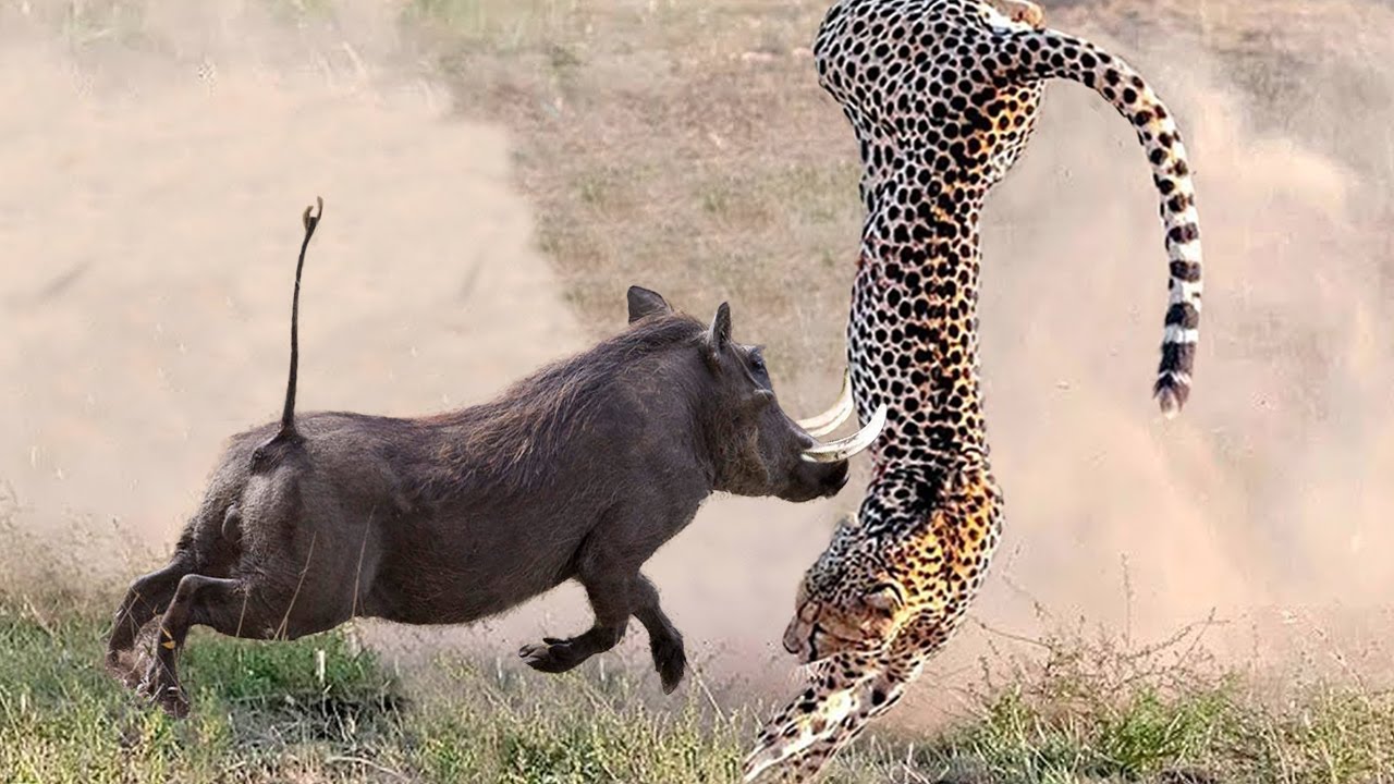 Predatory Animals In Action