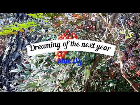 dreaming of the next year