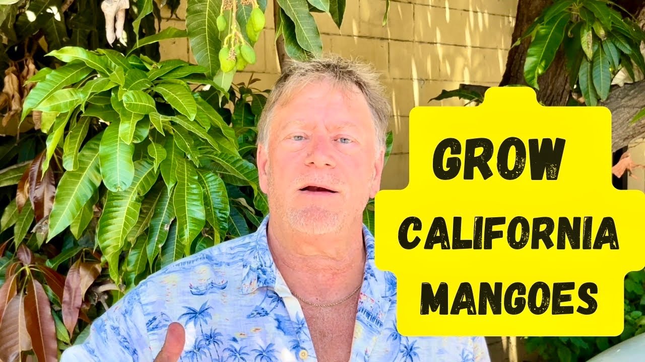 Growing Mangoes Successfully in California | Mango trees Loaded with ...