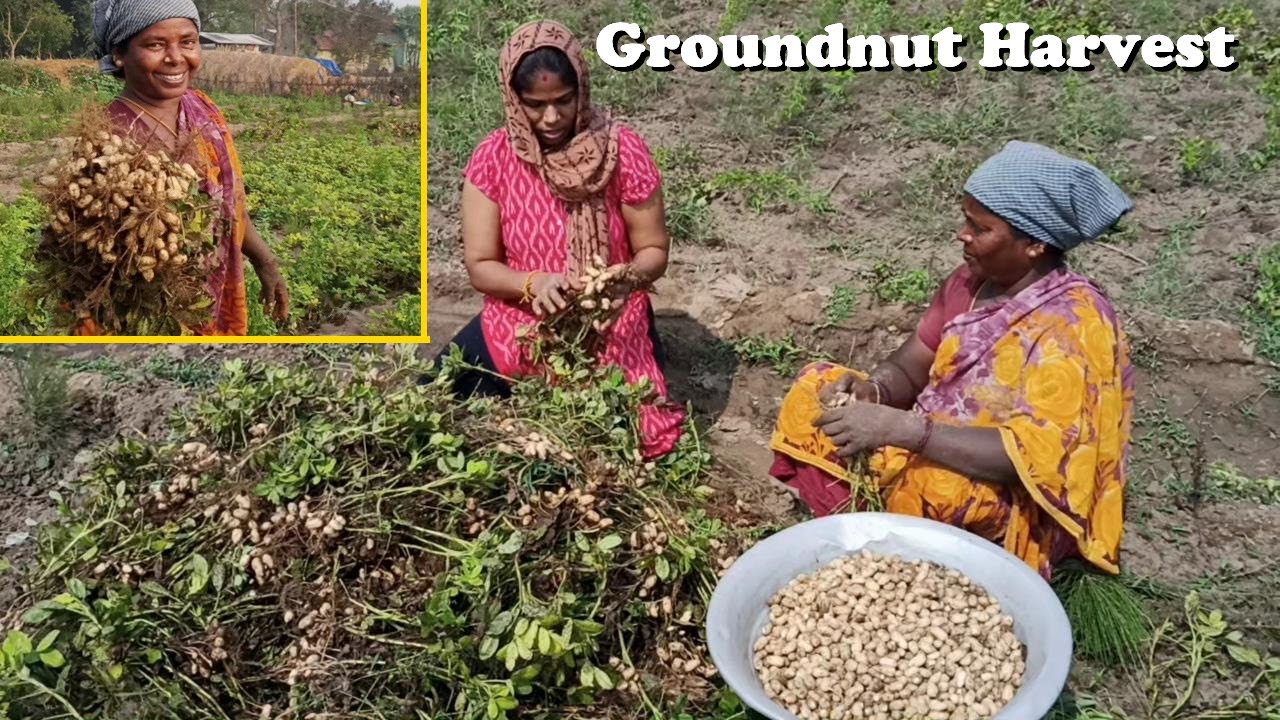 வேர்க்கடலை | Fresh Groundnut | Baked Groundnut (Peanut) - YouTube