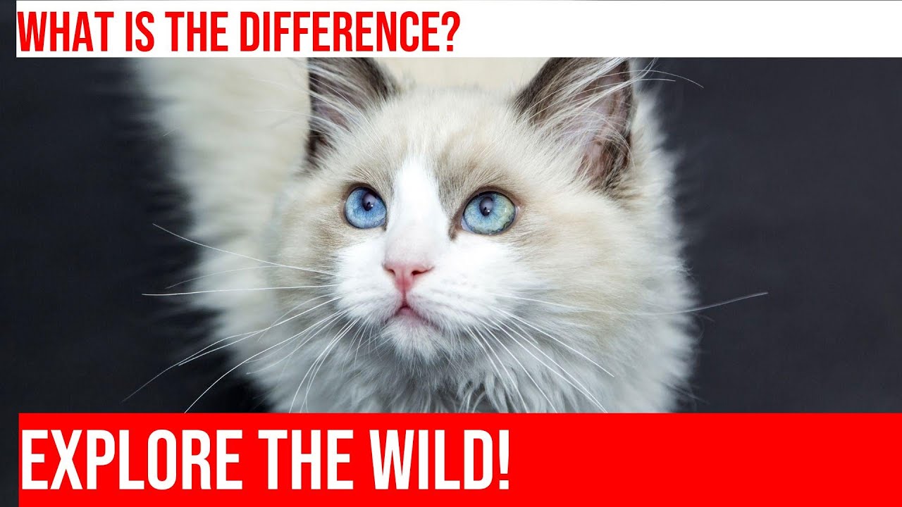 Explore the Differences Between Domestic Cats & Wildcats! - YouTube