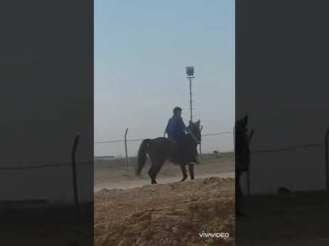 Dede qorqud filminden musiqi Aydin at belinde