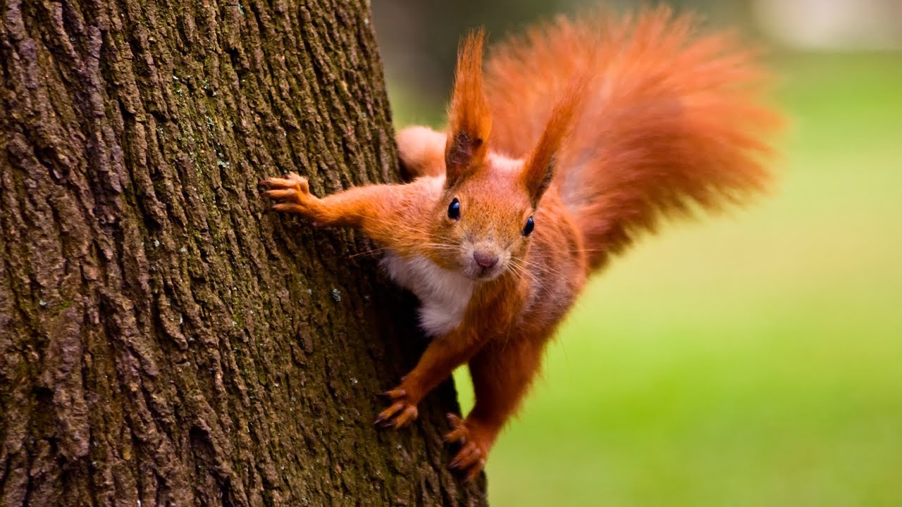 CUTE LITTLE SQUIRRELS, ADORABLE SMALL ANIMALS, HAPPY UPBEAT MOOD ...