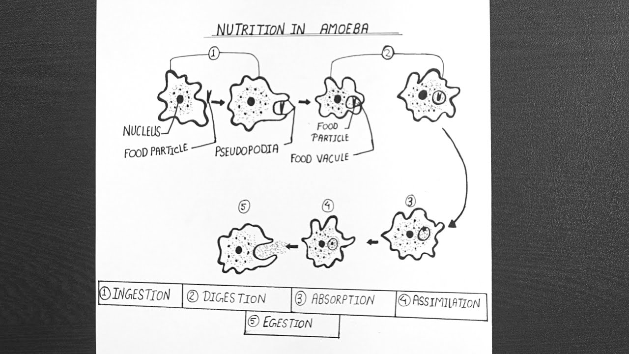 Nutrition In Amoeba Diagram
