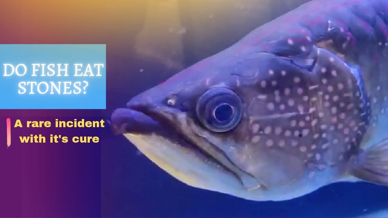 Do fish eat stones? A rare incident revealed! - YouTube