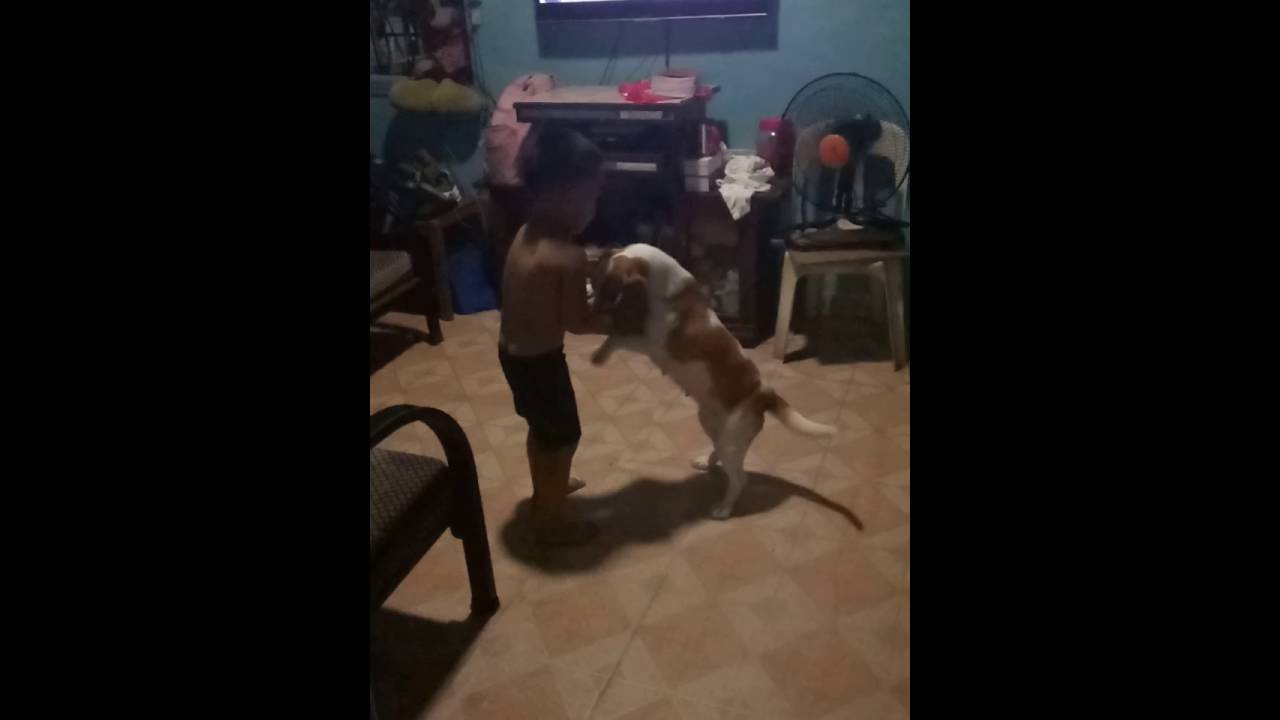 Wrestling ( kid vs. dog) - YouTube