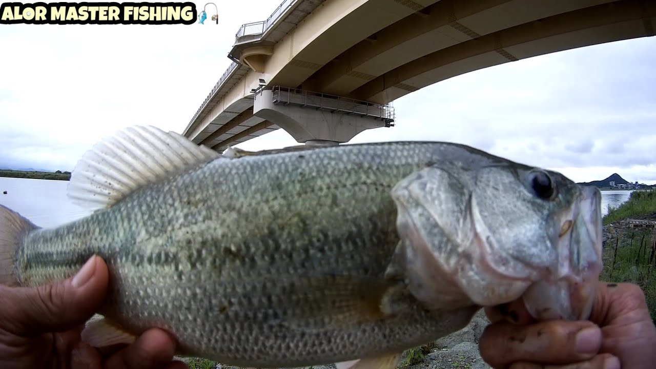 Discover the optimal bass fishing times in korea and learn how to catch ...
