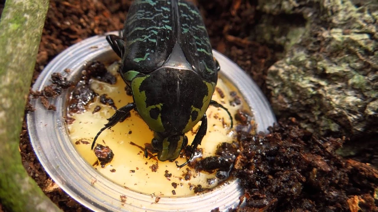 Euchroea coelestis - Flower Beetle / Rosenkäfer - YouTube