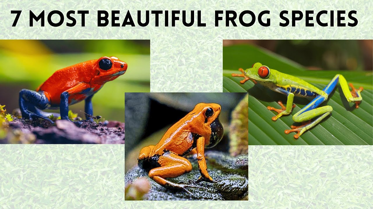 7 Most Beautiful Frog Species - YouTube