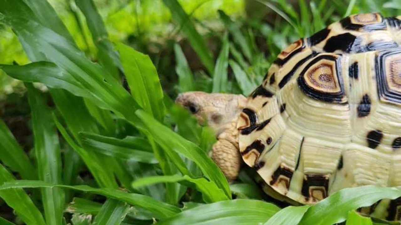 Discover the Secret Life of the Indian Star Tortoise! # ...