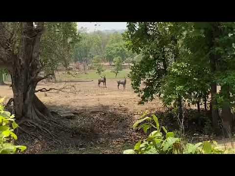 Sanjay tiger reserve  me neel gay