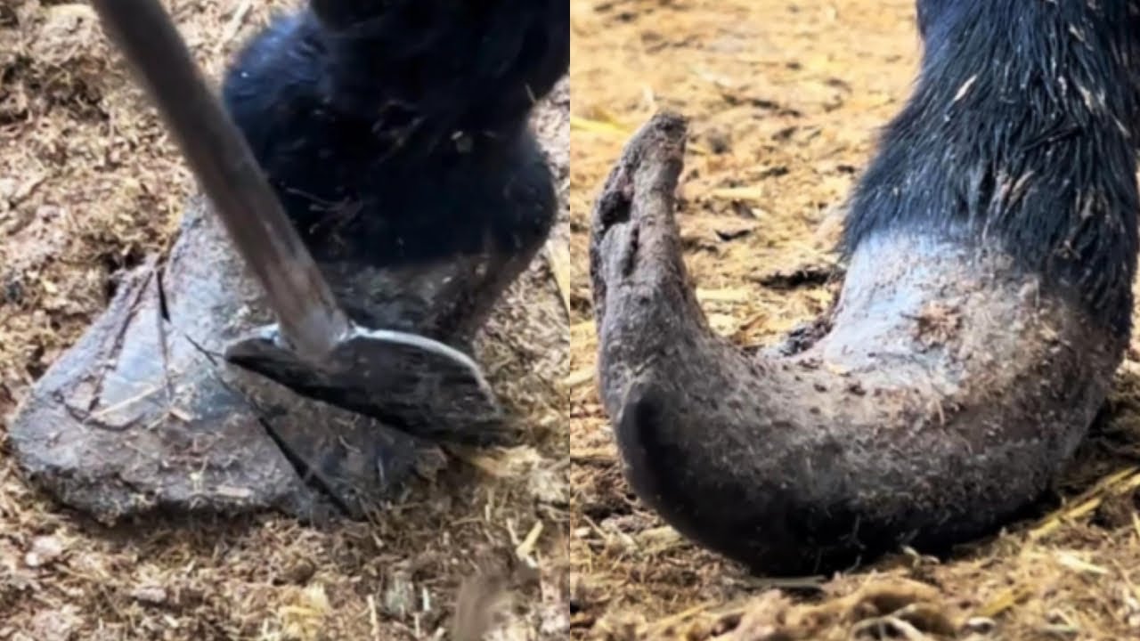 Save The Donkey, Lame Leg And Broken Hoof Double Torture! Treatment ...
