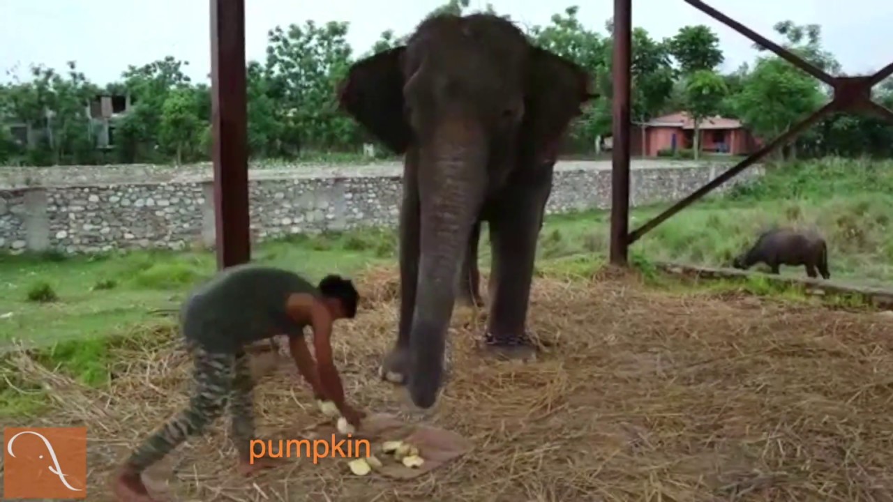 Elephant Aid International Feeds Hungry Elephants in Nepal - YouTube
