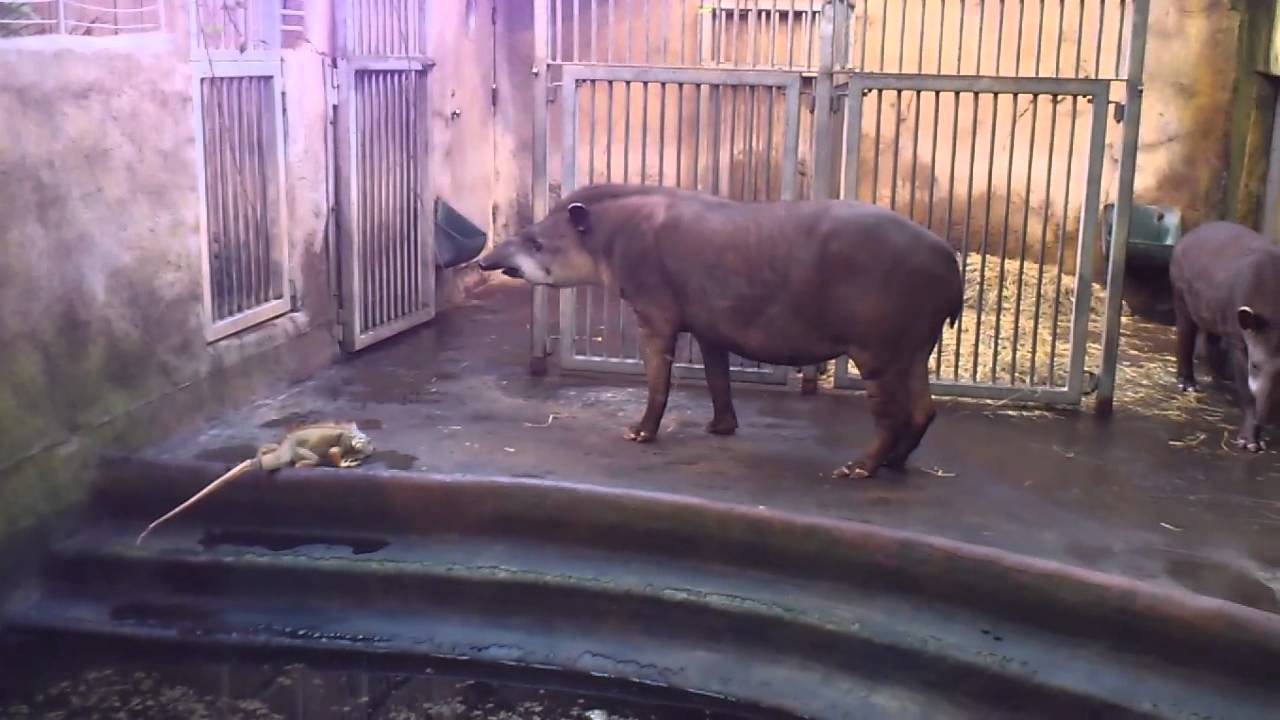 Tapir VS. Iguana - YouTube