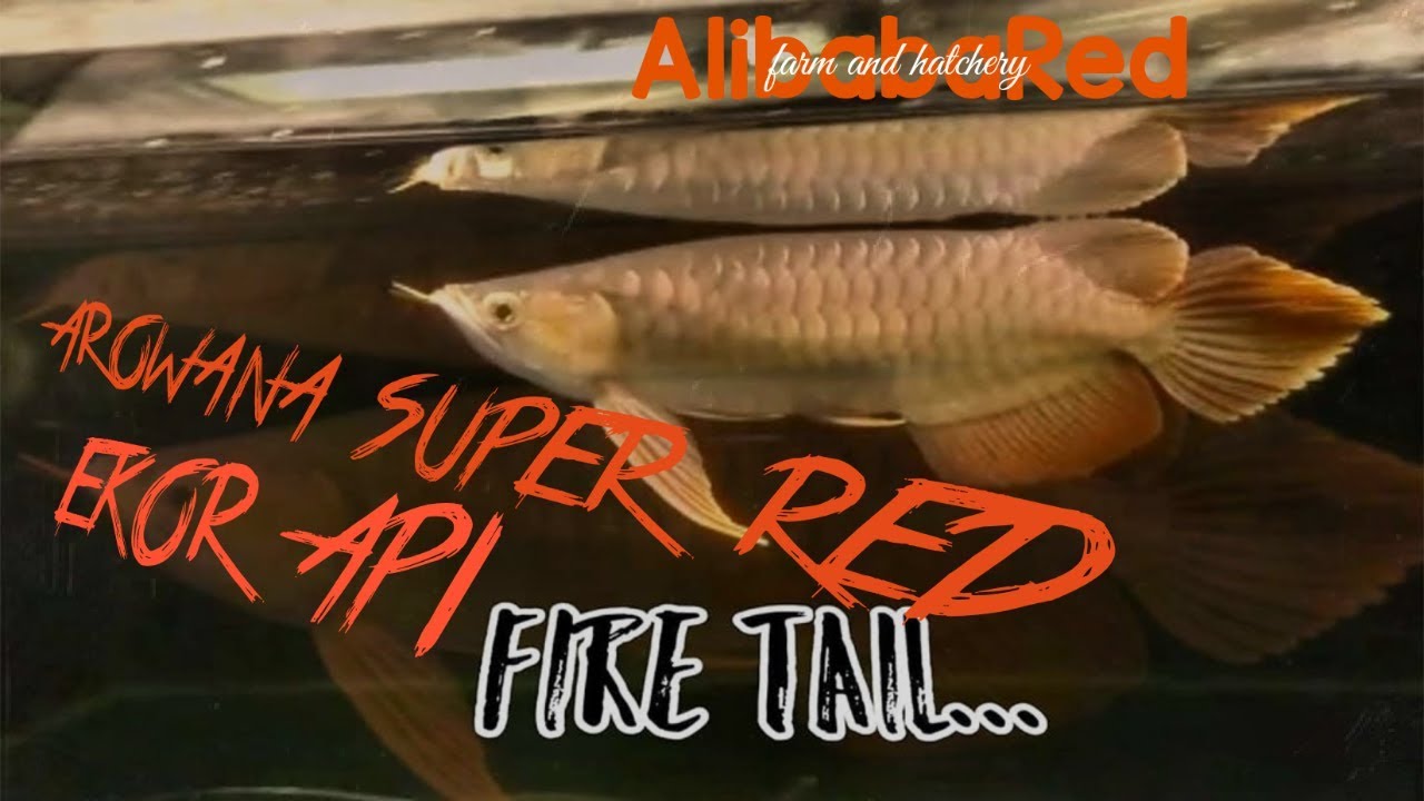 EDISI-04 Arowana Super Red Ekor API/FIRE TAIL OF AROWANA SUPER RED ...