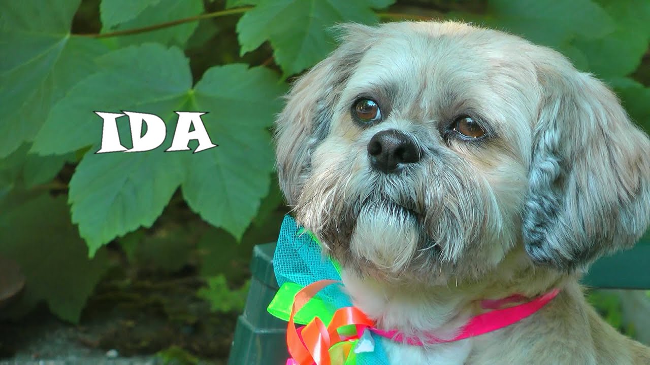 IDA (re-upload) - YouTube