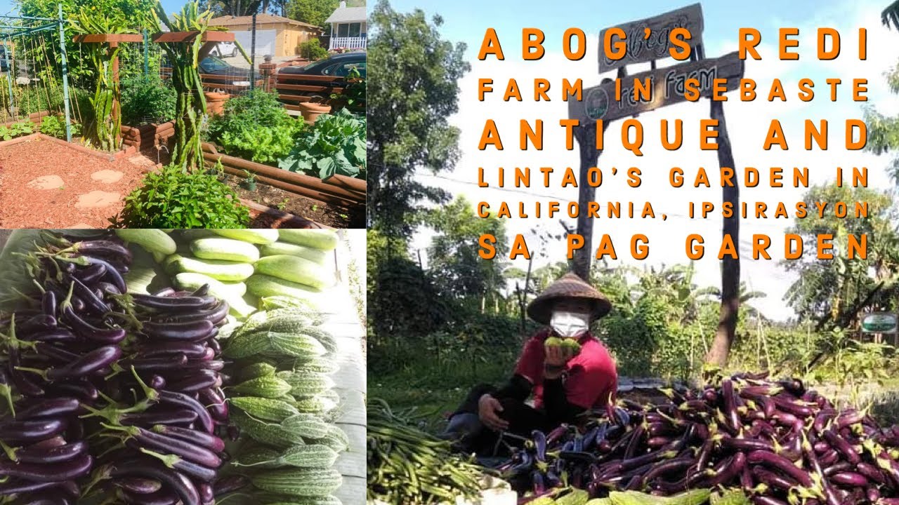 Abog’s Redi Farm 🇵🇭 and Lintao’s Garden 🇺🇸 Inspirasyon ng aming Garden ...
