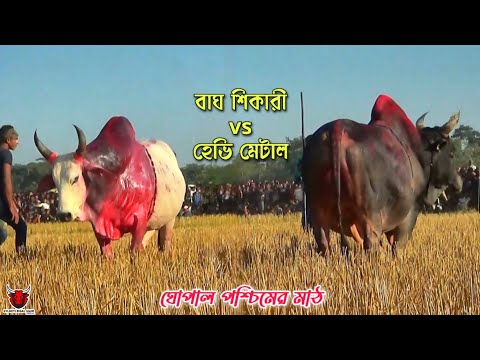 হেভি মেন্টাল বনাম বাঘ শিকারি ১ | ঘোপাল পশ্চিম এর মাঠ #bdbulls