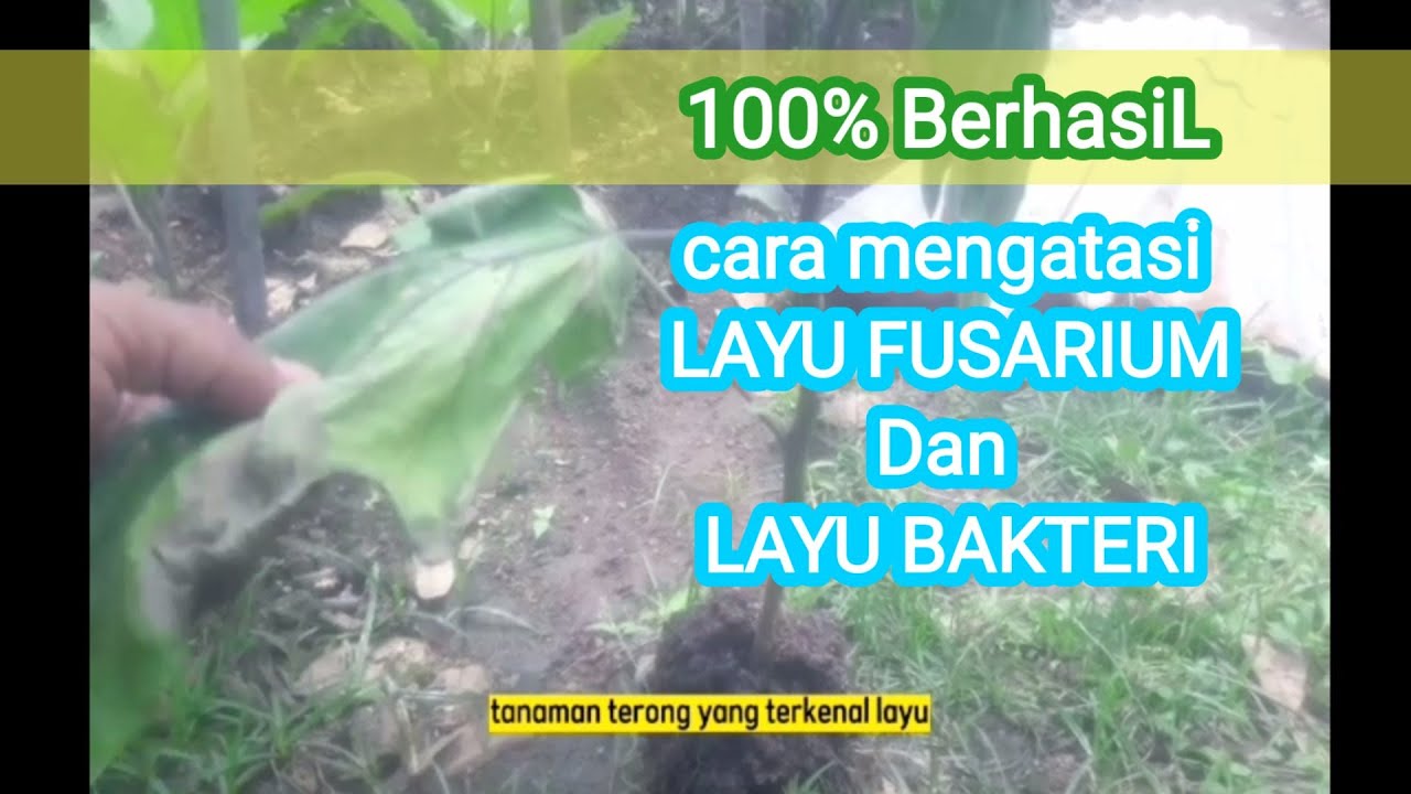 Cara mengatasi LAYU FUSARIUM DAN LAYU BAKTERI di tanaman terong 100% ...