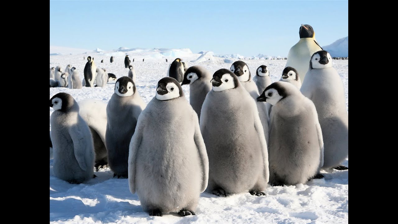 Animale polare. Pinguinii - YouTube