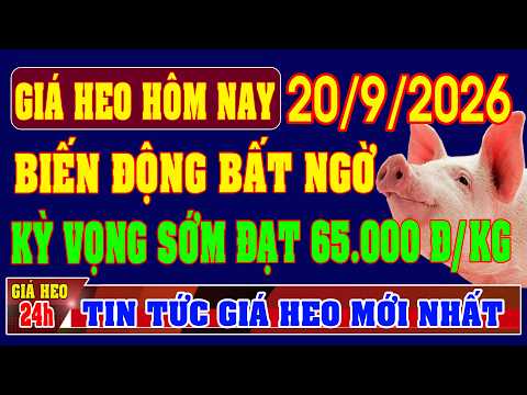 Giá Heo Hơi Ngày 20/9/2026: BIẾN ĐỘNG BẤT NGỜ, SỚM ĐẠT MỐC 65.000 ĐỒNG/KG