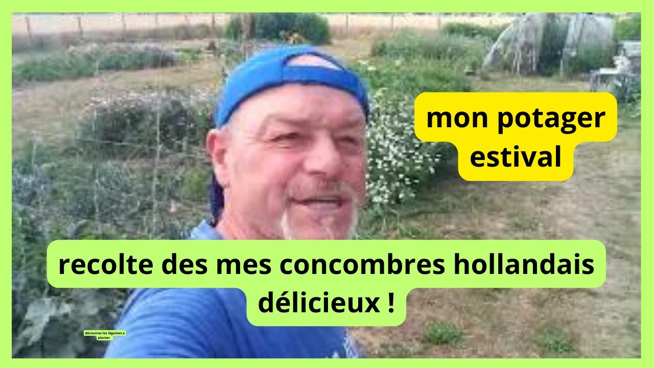 Cultiver les concombres géants hollandais et croquants dans votre ...