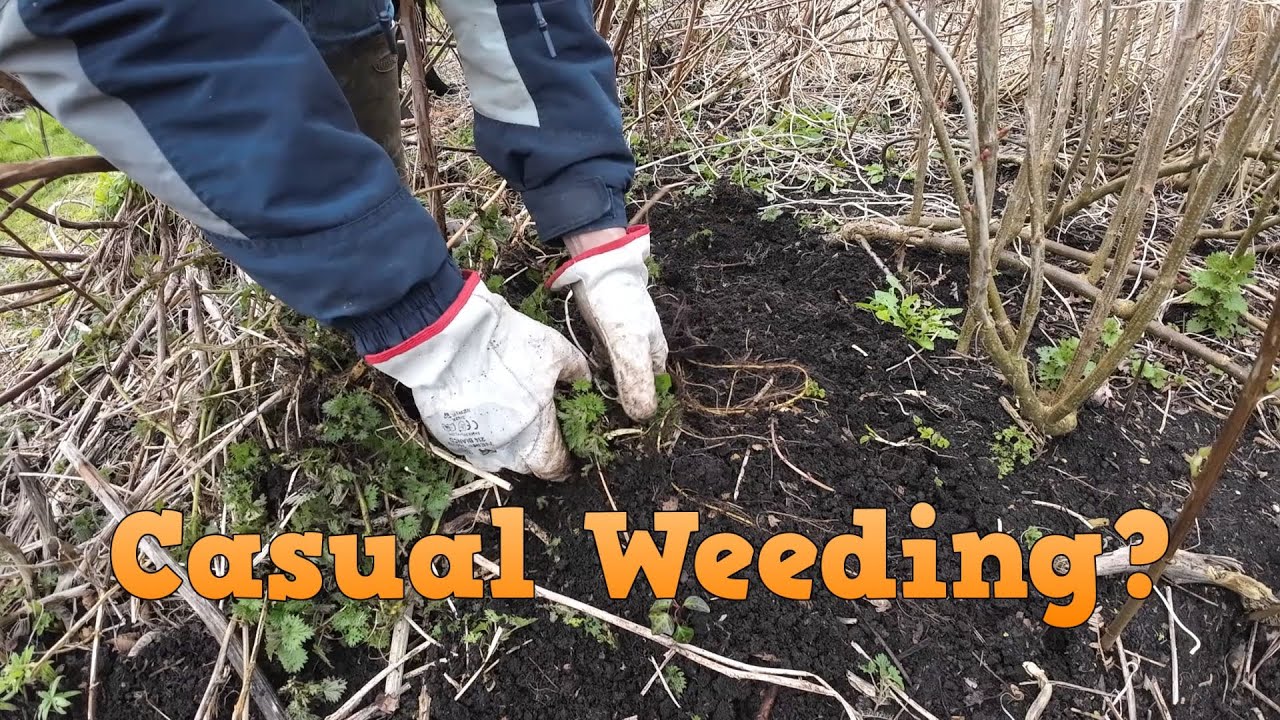 The 5 Minute Weeding Technique Casual but Intense - YouTube