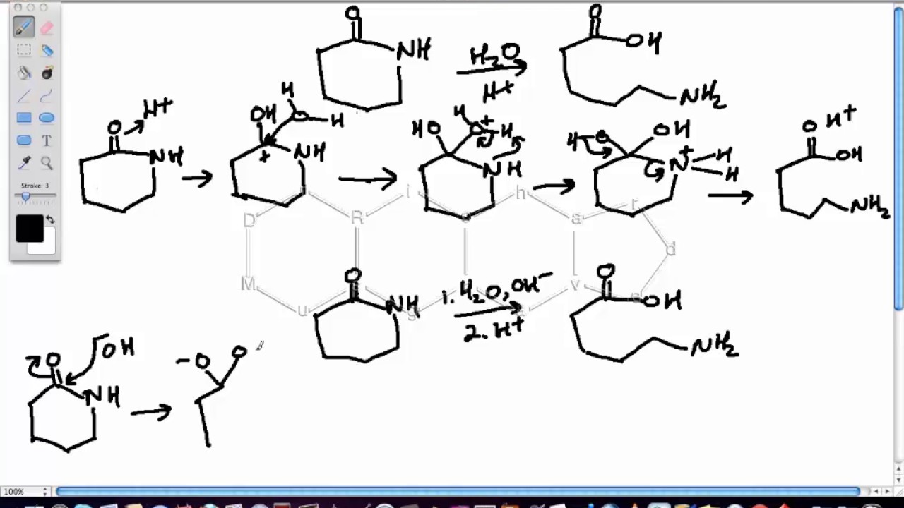 Lactam Hydrolysis - YouTube