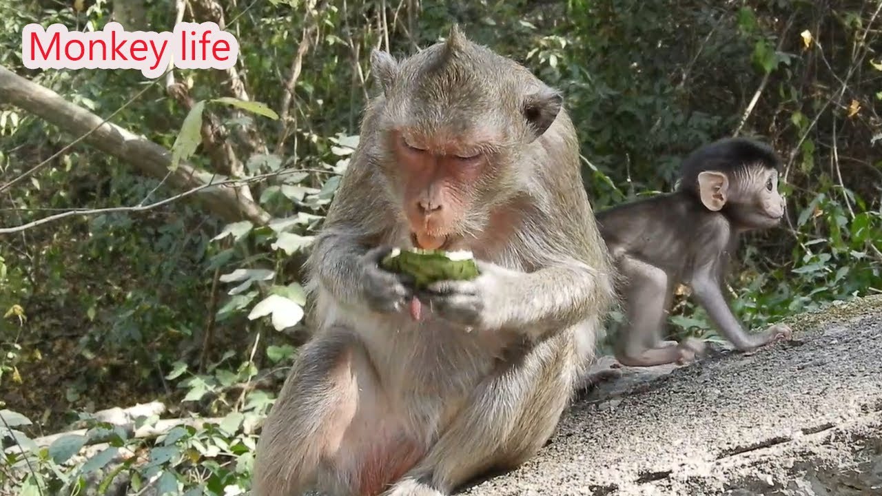 Monkey life - YouTube