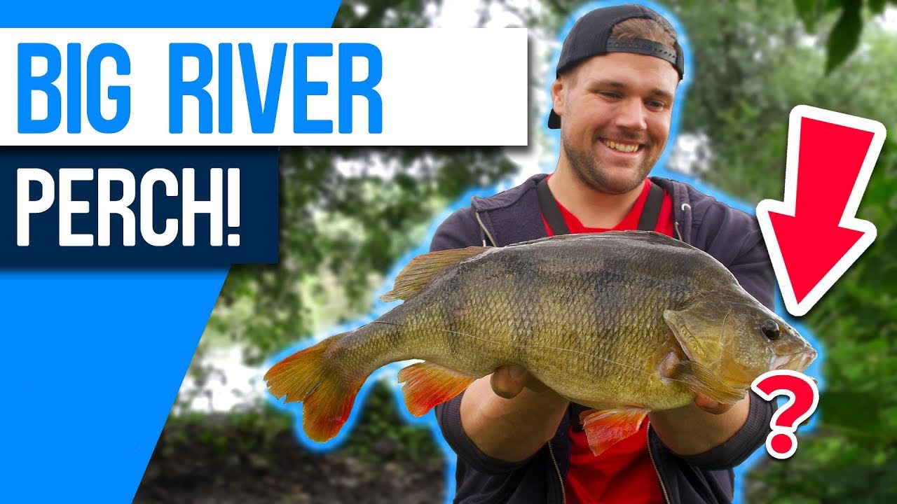 I Can't Believe what I caught this MASSIVE Perch on!! - YouTube