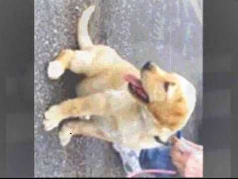 An Epic Labrador Retriever Movie - YouTube