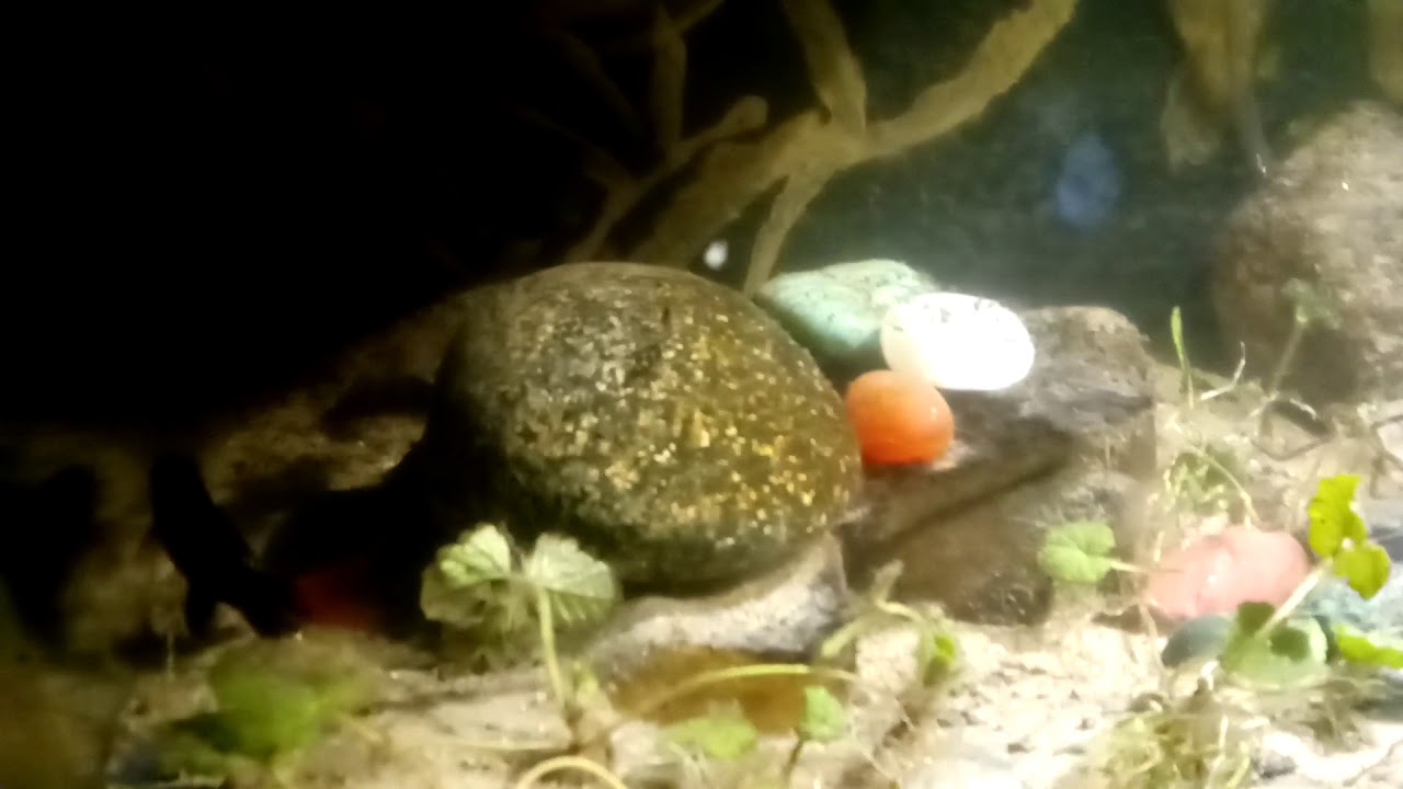 Molly vs red tail shark - YouTube