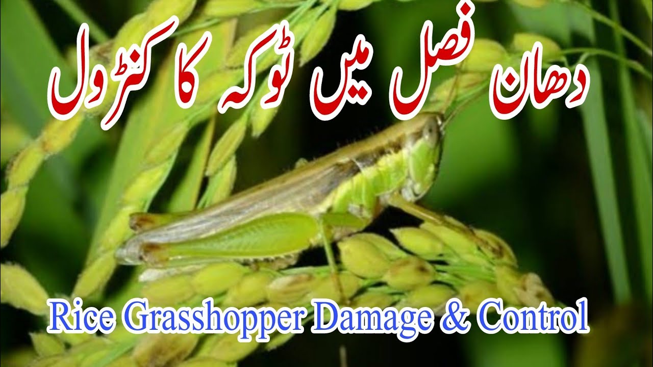Rice Grasshopper Damage and Control | دھان فصل میں ٹوکہ کا کنٹرول - YouTube