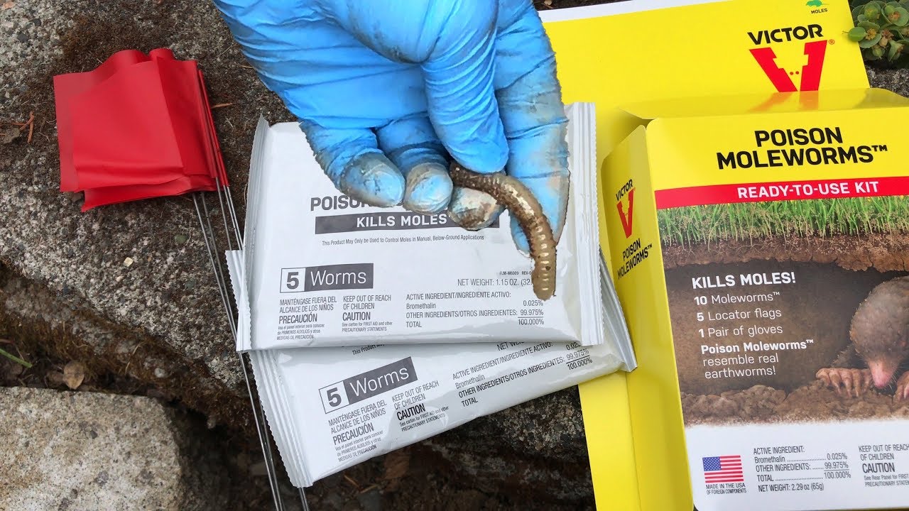 Mole Control – What Worked? - YouTube