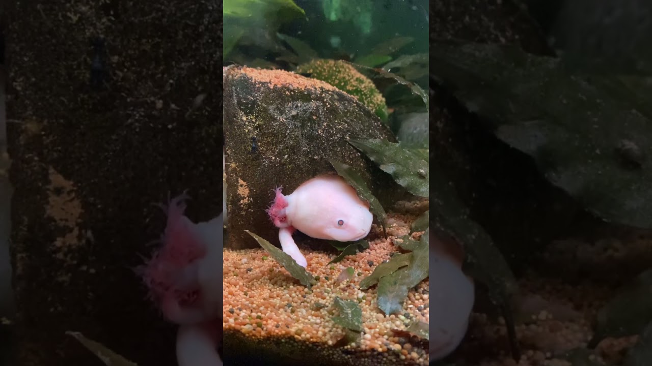 Axolotl Hiding - YouTube