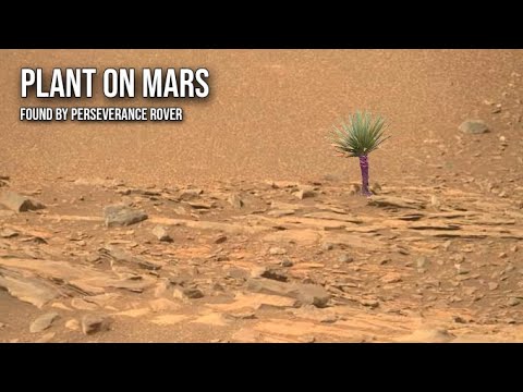 Martian Plant: Life on Mars | Plant on Mars spotted by NASA's ...