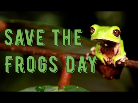 Save the Frogs Day (April 28) and the Importance of Amphibian ...