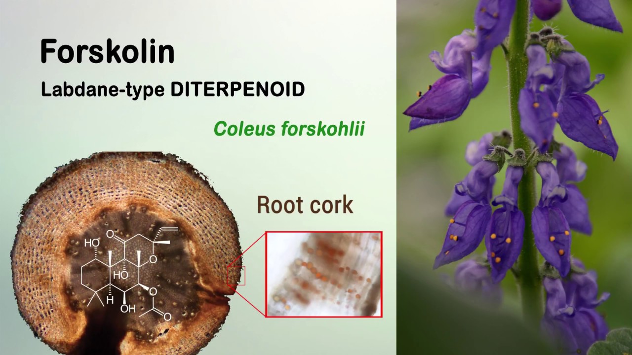 Total biosynthesis of the cyclic AMP booster forskolin from Coleus ...