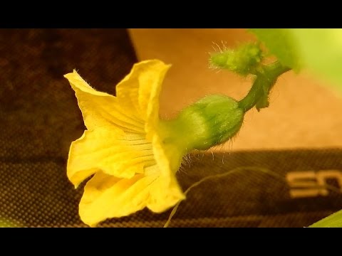 Growing Charentais Melon, Days 126-138 - YouTube